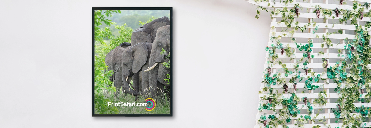 Photo Prints | Printsafari.com