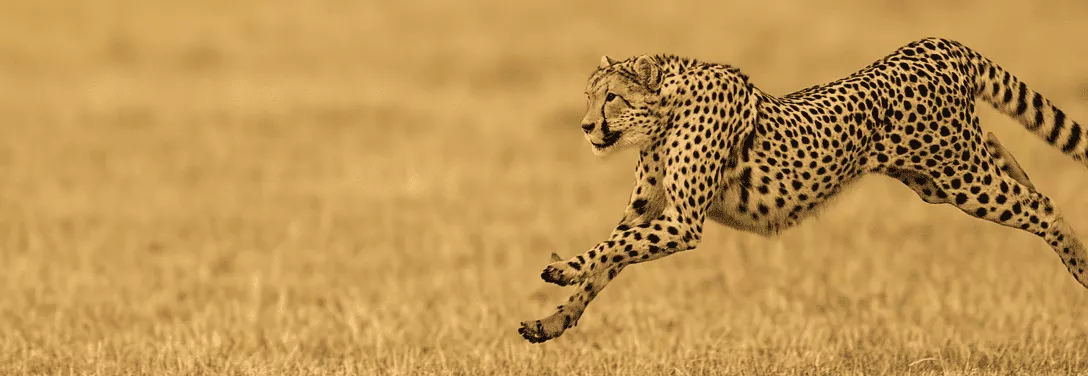 Collated vs. Uncollated Printing: What’s the Difference?